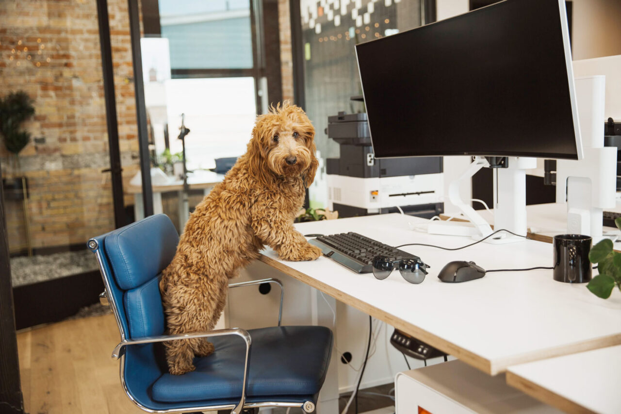 About | Page Insurance